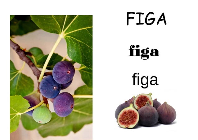 Flashcard figa | PPT