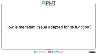 Flashcards - 2.3 Plant Tissues, Organs and Systems - AQA Biology GCSE.pdf