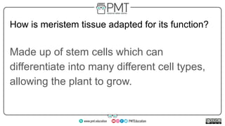Flashcards - 2.3 Plant Tissues, Organs and Systems - AQA Biology GCSE.pdf