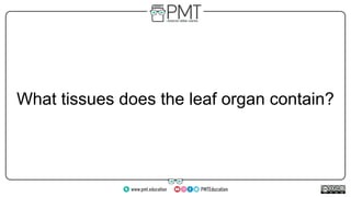 Flashcards - 2.3 Plant Tissues, Organs and Systems - AQA Biology GCSE.pdf