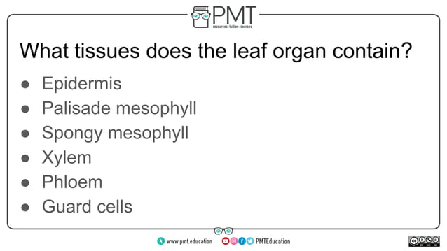 Flashcards - 2.3 Plant Tissues, Organs and Systems - AQA Biology GCSE ...