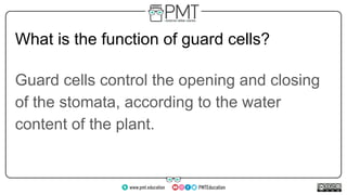 Flashcards - 2.3 Plant Tissues, Organs and Systems - AQA Biology GCSE.pdf