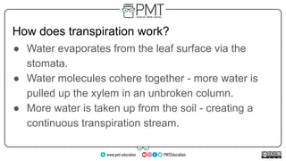 Flashcards - 2.3 Plant Tissues, Organs and Systems - AQA Biology GCSE.pdf