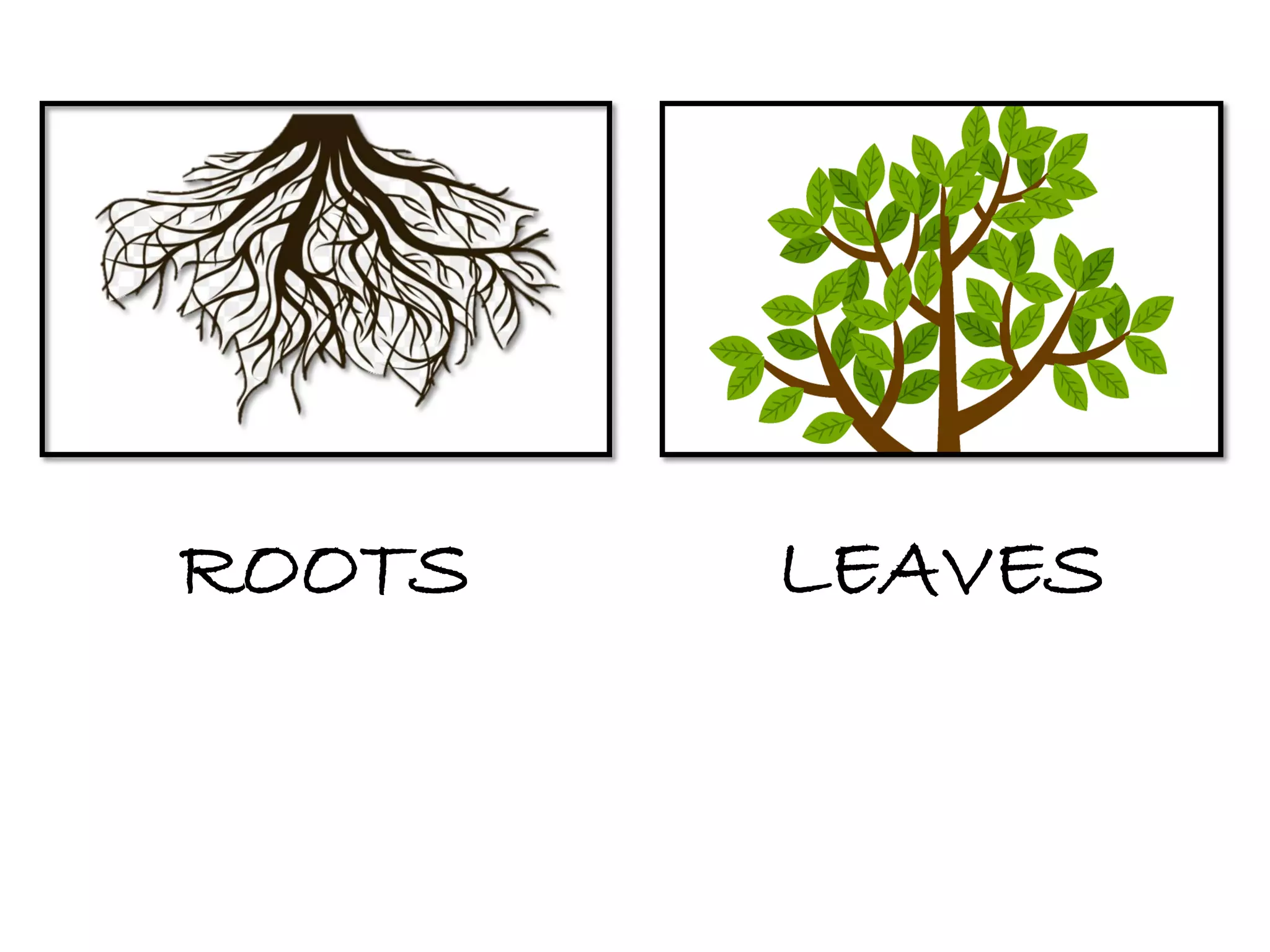 Flashcards (tree's parts) | PDF