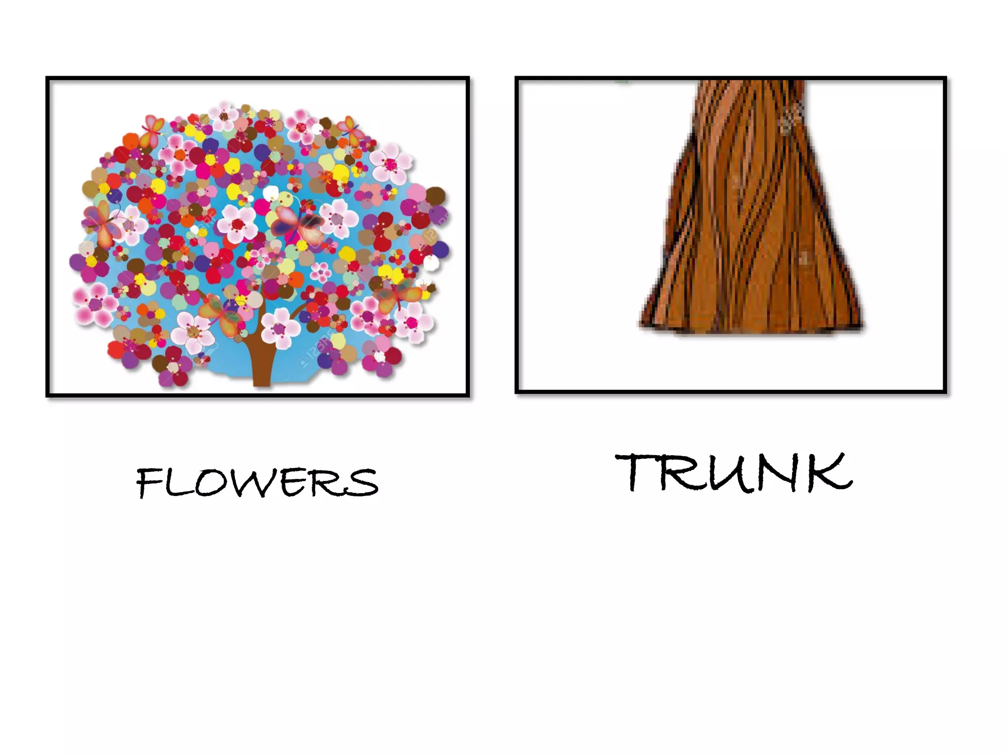 Flashcards (tree's parts) | PDF