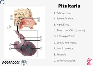 Flashcards - Histología Endócrino - Mmedicina.pdf