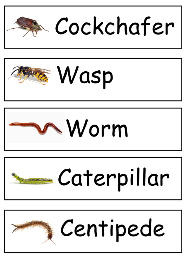Flashcards - insects | PDF