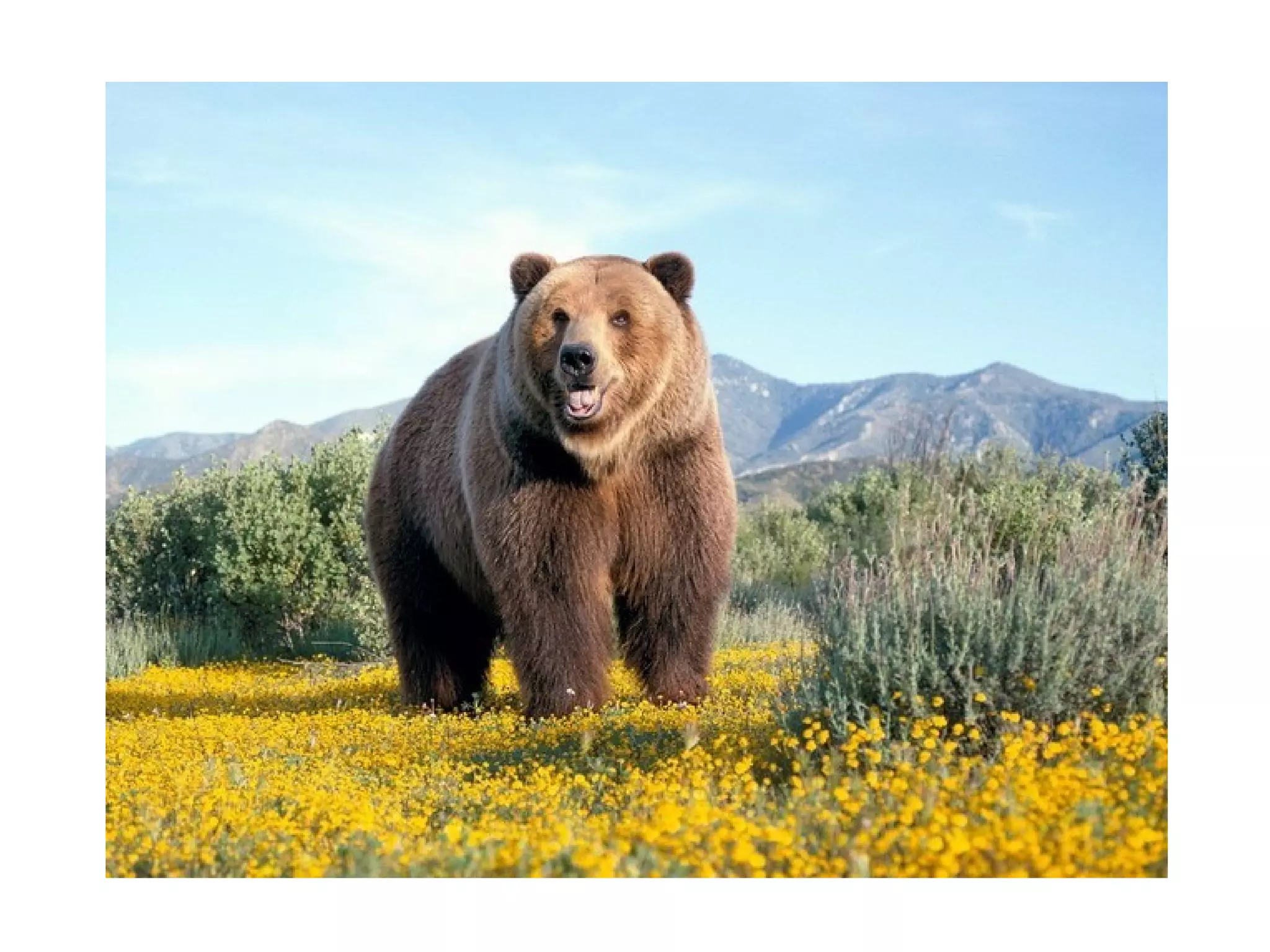 Wild Animals | PPT