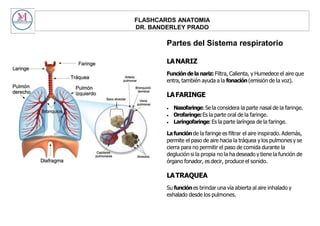 FLASHCARDS ANATOMIA DR. BANDERLEY PRADO.pdf