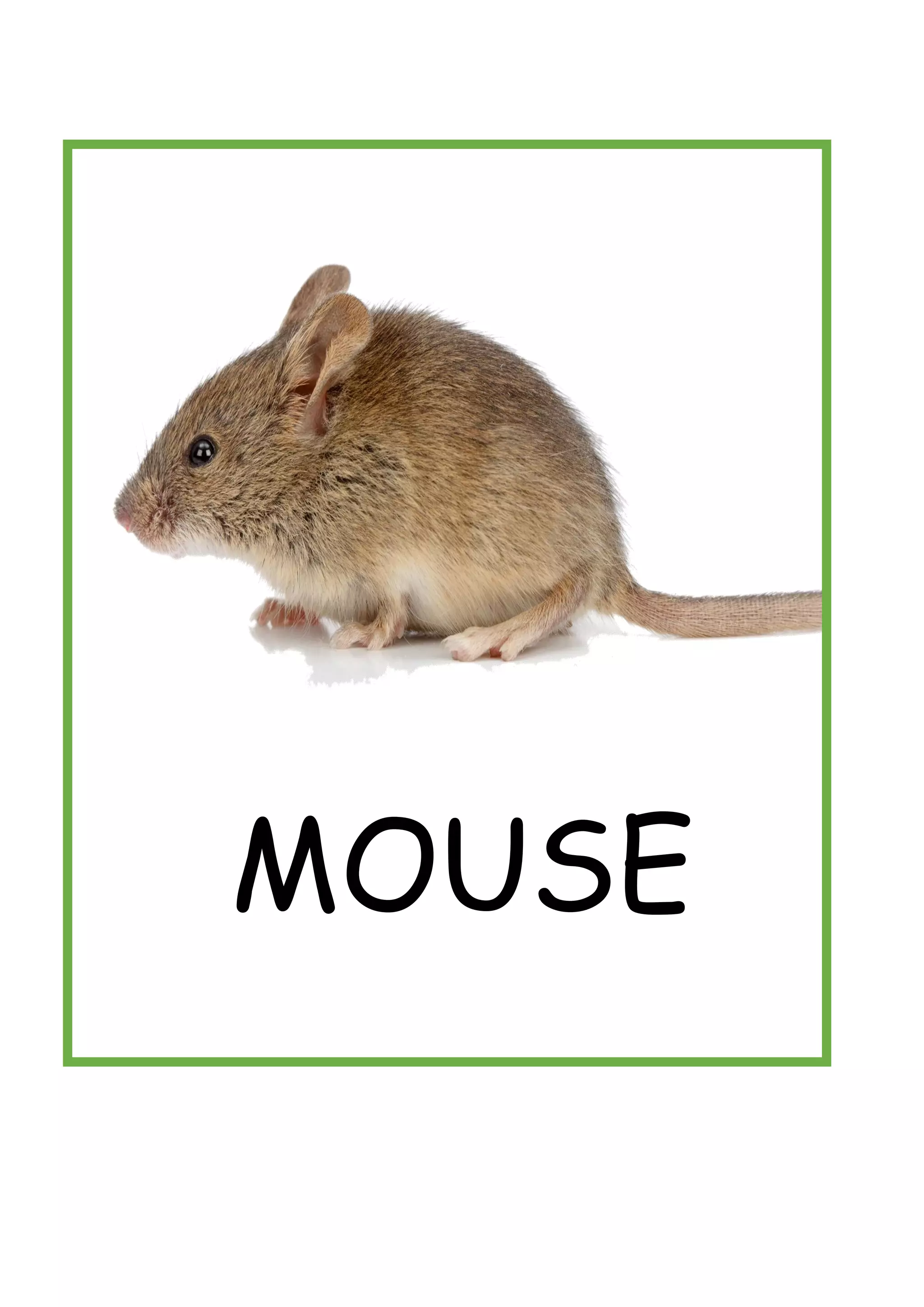 Animals Flashcards | PDF