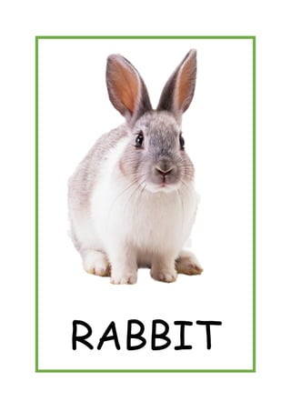 Animals Flashcards | PDF