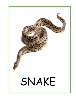 Animals Flashcards | PDF