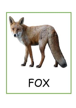 Animals Flashcards | PDF