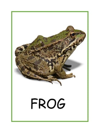 Animals Flashcards | PDF