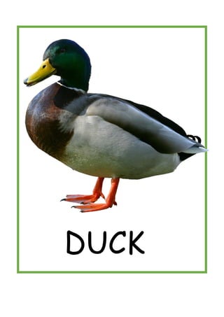 Animals Flashcards | PDF