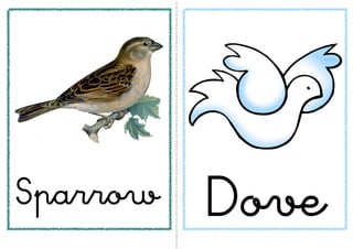 Flashcards aves | PDF