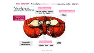 Flash_cards_de_Neuroanatomia.pdf