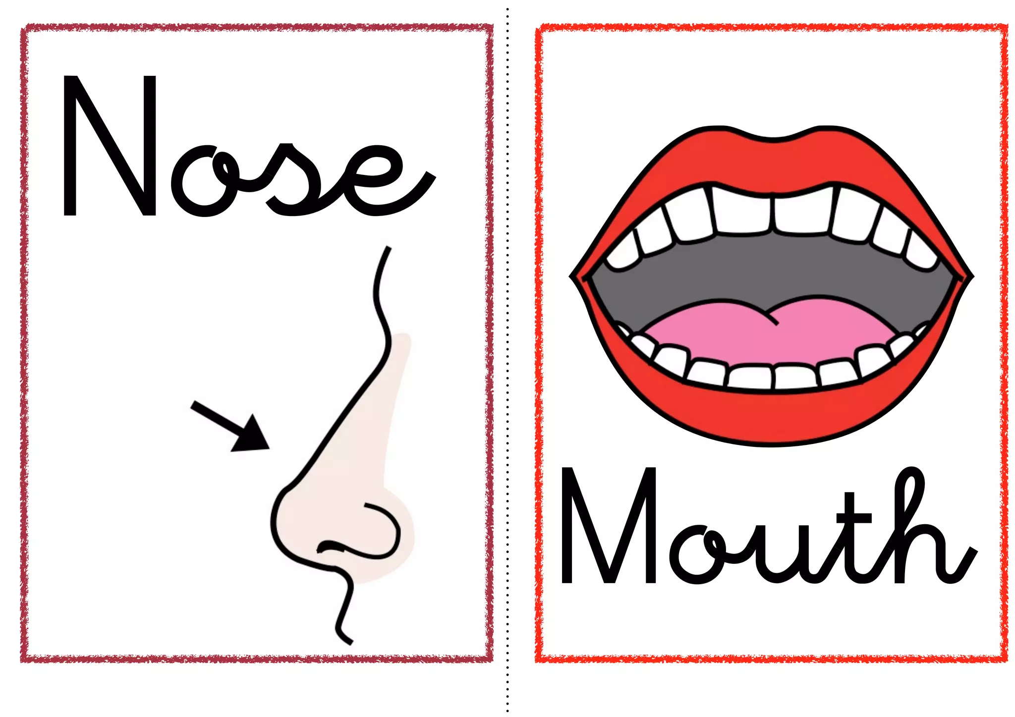 Flashcards Partes del Cuerpo[1] | PDF