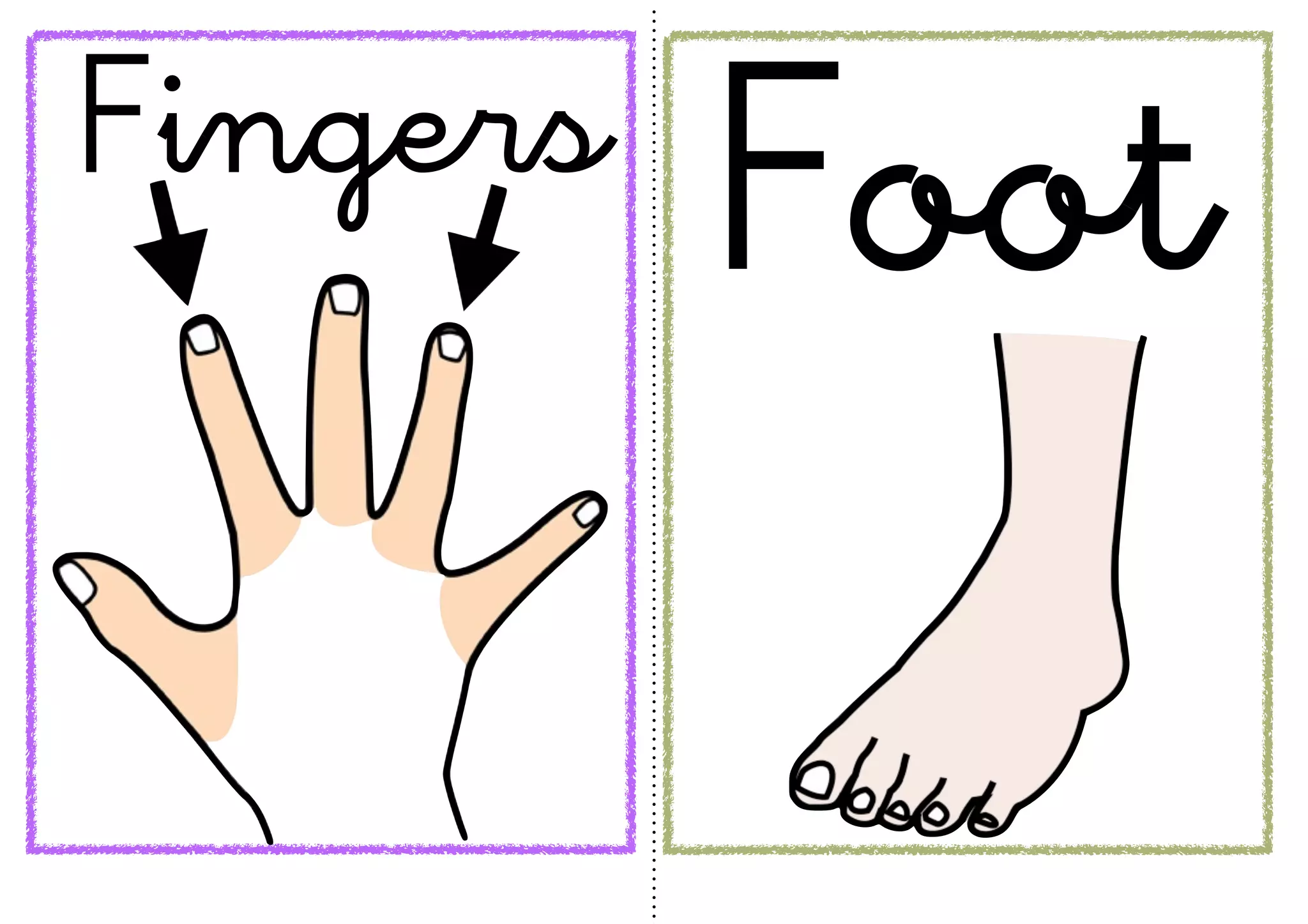 Flashcards Partes del Cuerpo[1] | PDF