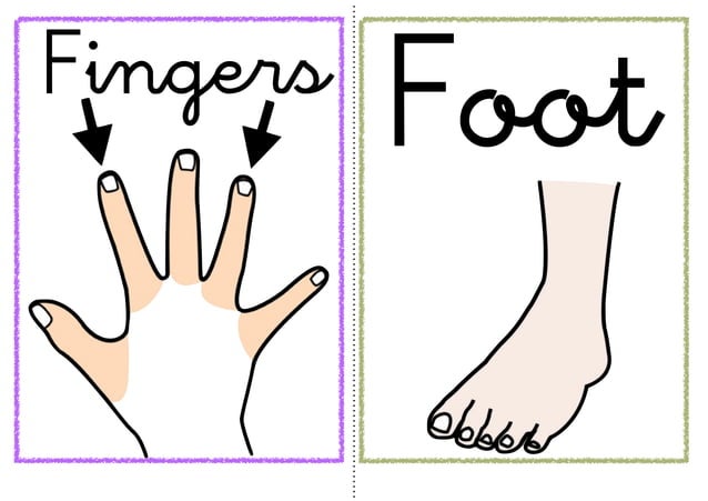 Flashcards Partes del Cuerpo[1] | PDF