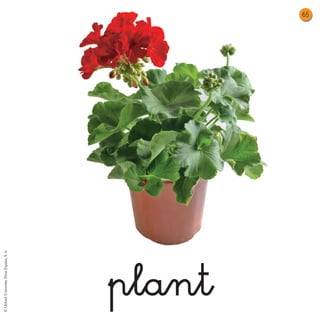 Flashcards unidad 6 | PDF