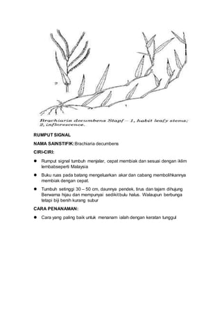Flash kad rumput dan pastura | DOCX