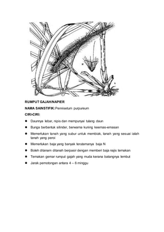 Flash kad rumput dan pastura | DOCX