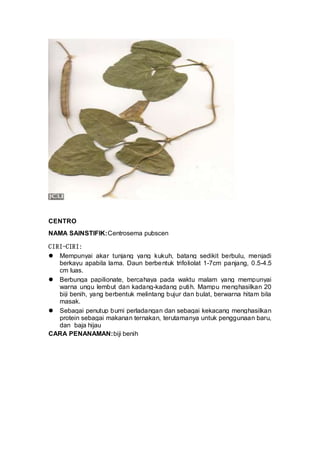 Flash kad rumput dan pastura | DOCX