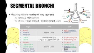 FlashPath - Lung - Anatomy | PPTX