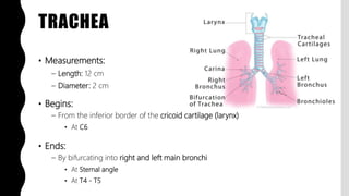 FlashPath - Lung - Anatomy | PPTX