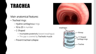 FlashPath - Lung - Anatomy | PPTX