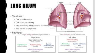 Lung Hilum