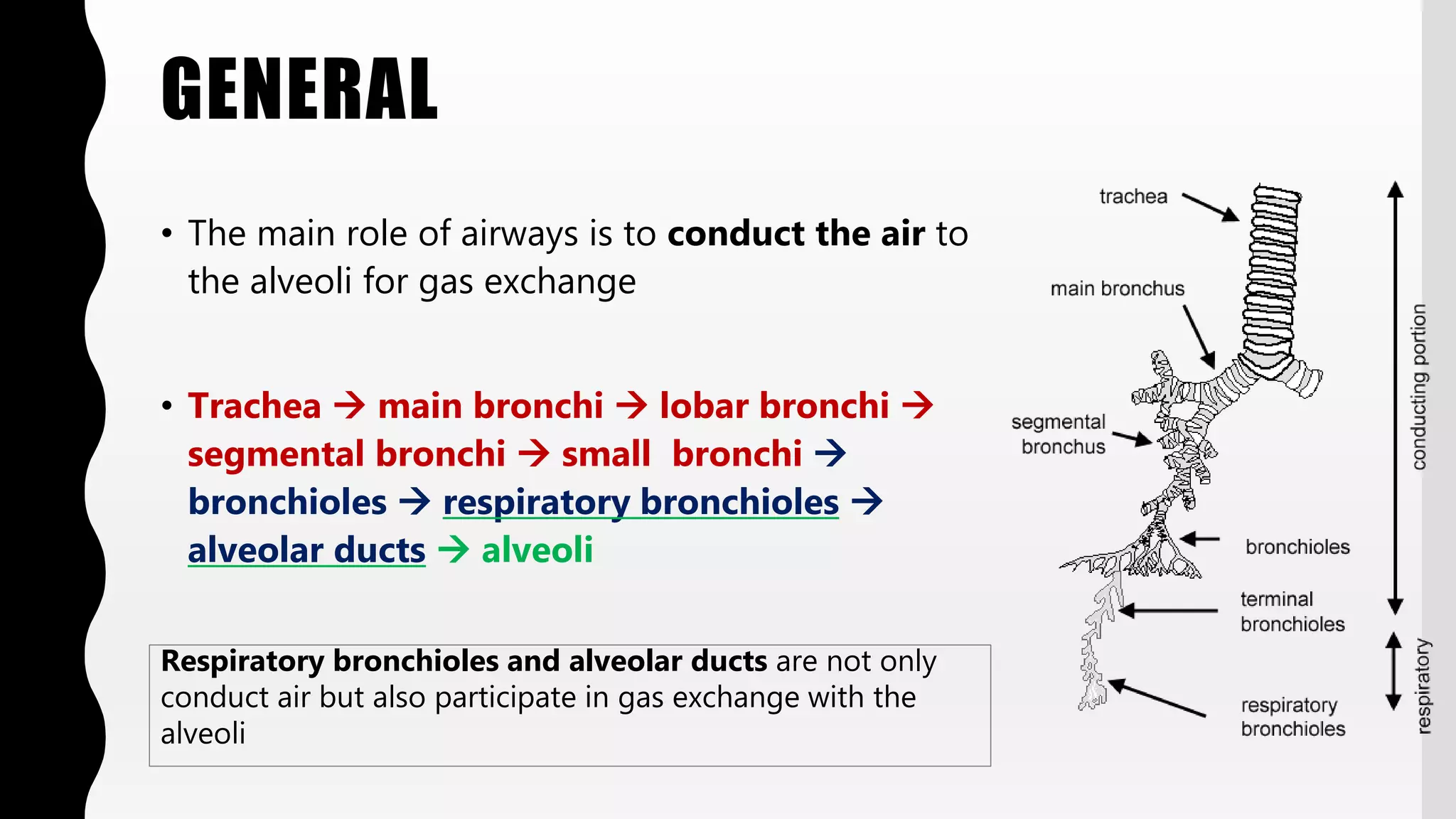 FlashPath - Lung - Histology | PPTX
