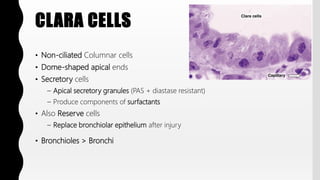 Clara Cells Histology