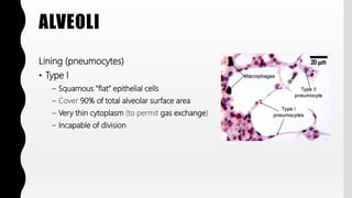 Alveolar Epithelium Histology