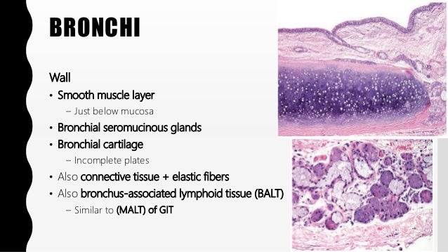 FlashPath - Lung - Histology