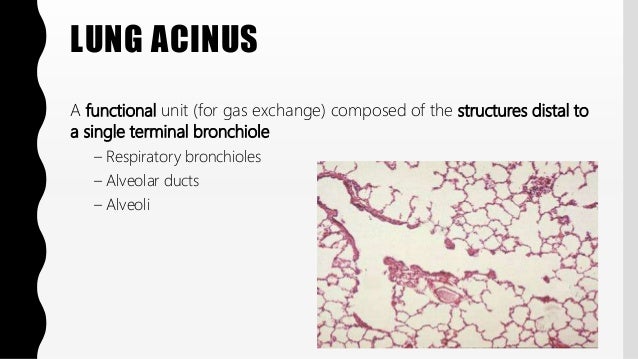 FlashPath - Lung - Histology