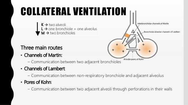 FlashPath - Lung - Histology