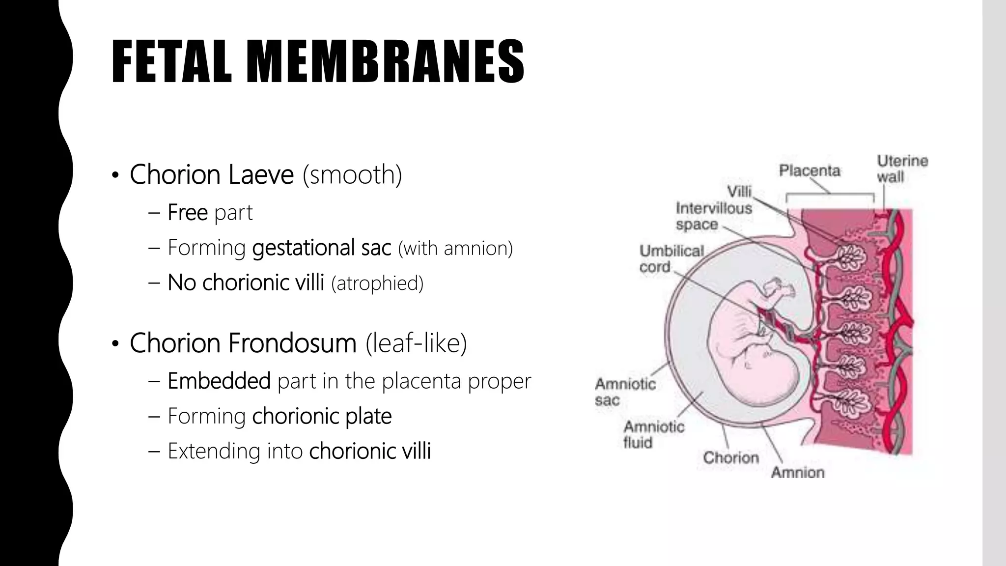 FlashPath - Placenta - Anatomy | PPTX