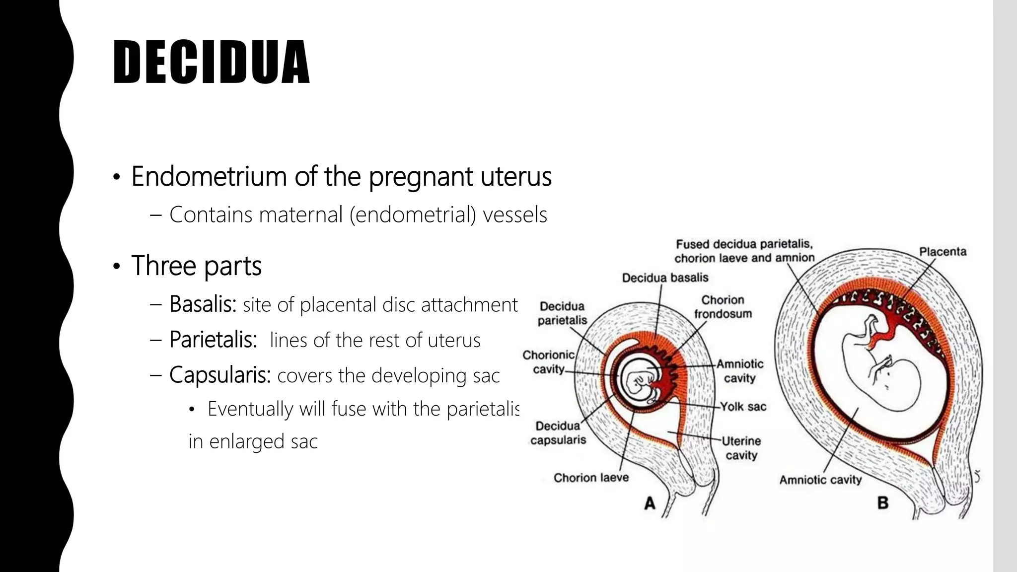 FlashPath - Placenta - Anatomy | PPTX