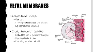 FlashPath - Placenta - Anatomy | PPTX