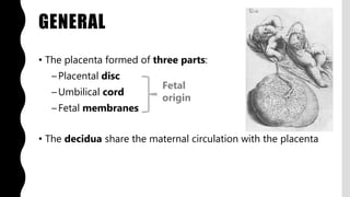 FlashPath - Placenta - Anatomy | PPTX