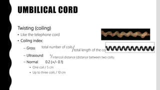 FlashPath - Placenta - Anatomy | PPTX