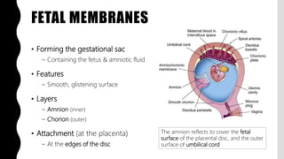 FlashPath - Placenta - Anatomy | PPTX
