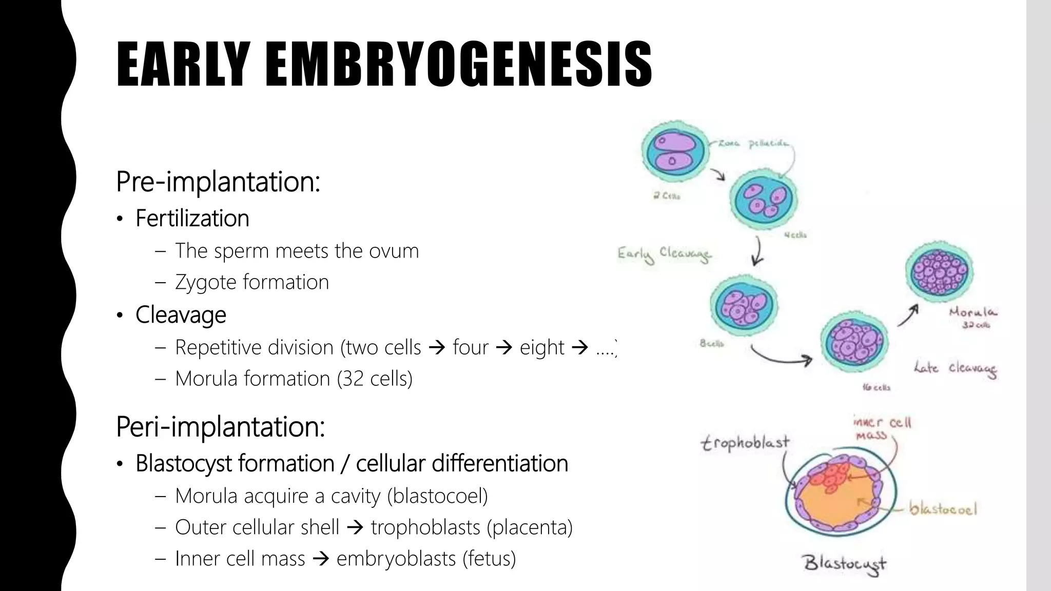 FlashPath - Placenta - Grossing | PPTX