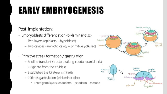 FlashPath - Placenta - Grossing | PPTX | Pregnancy | Reproductive Health