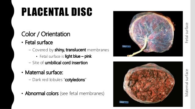 FlashPath - Placenta - Grossing