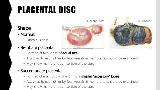 FlashPath - Placenta - Grossing