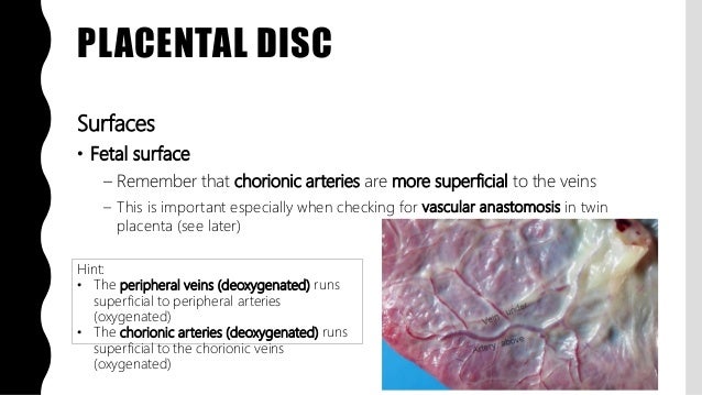 FlashPath - Placenta - Grossing