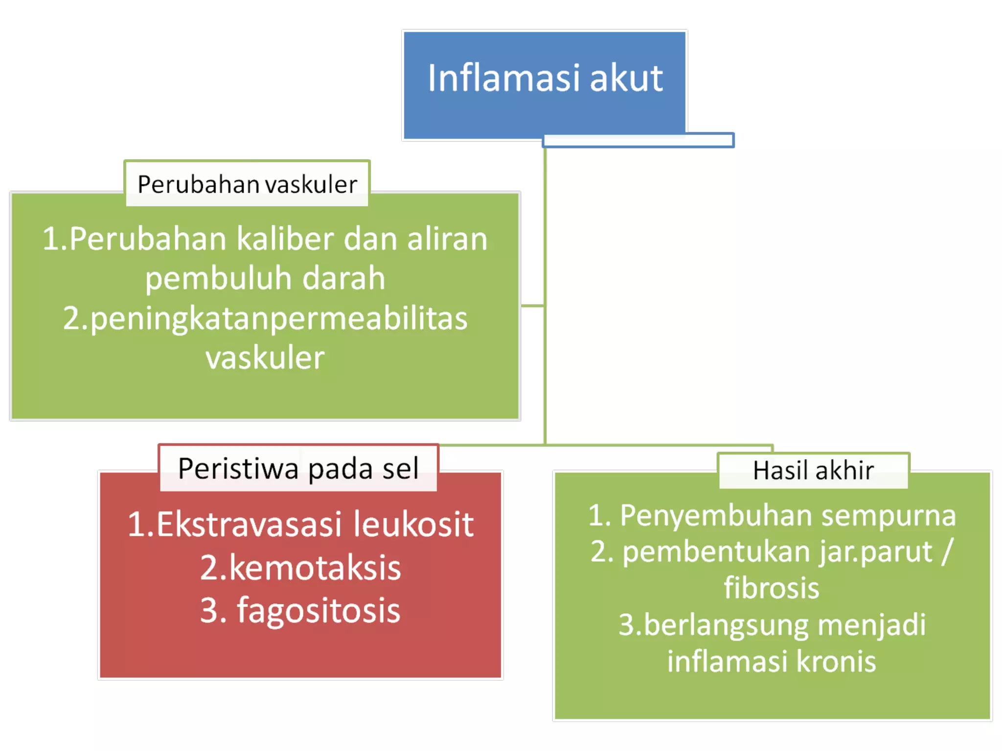 Flash patologi inflamasi | PPS
